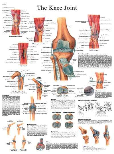3B Anatomical Chart - Knee Joint 20 x 25in - My Laser Store