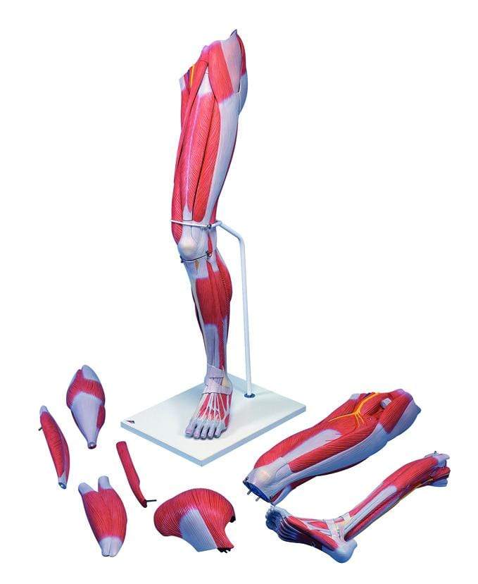 3B Anatomical Model - Deluxe muscular leg 7-part - My Laser Store